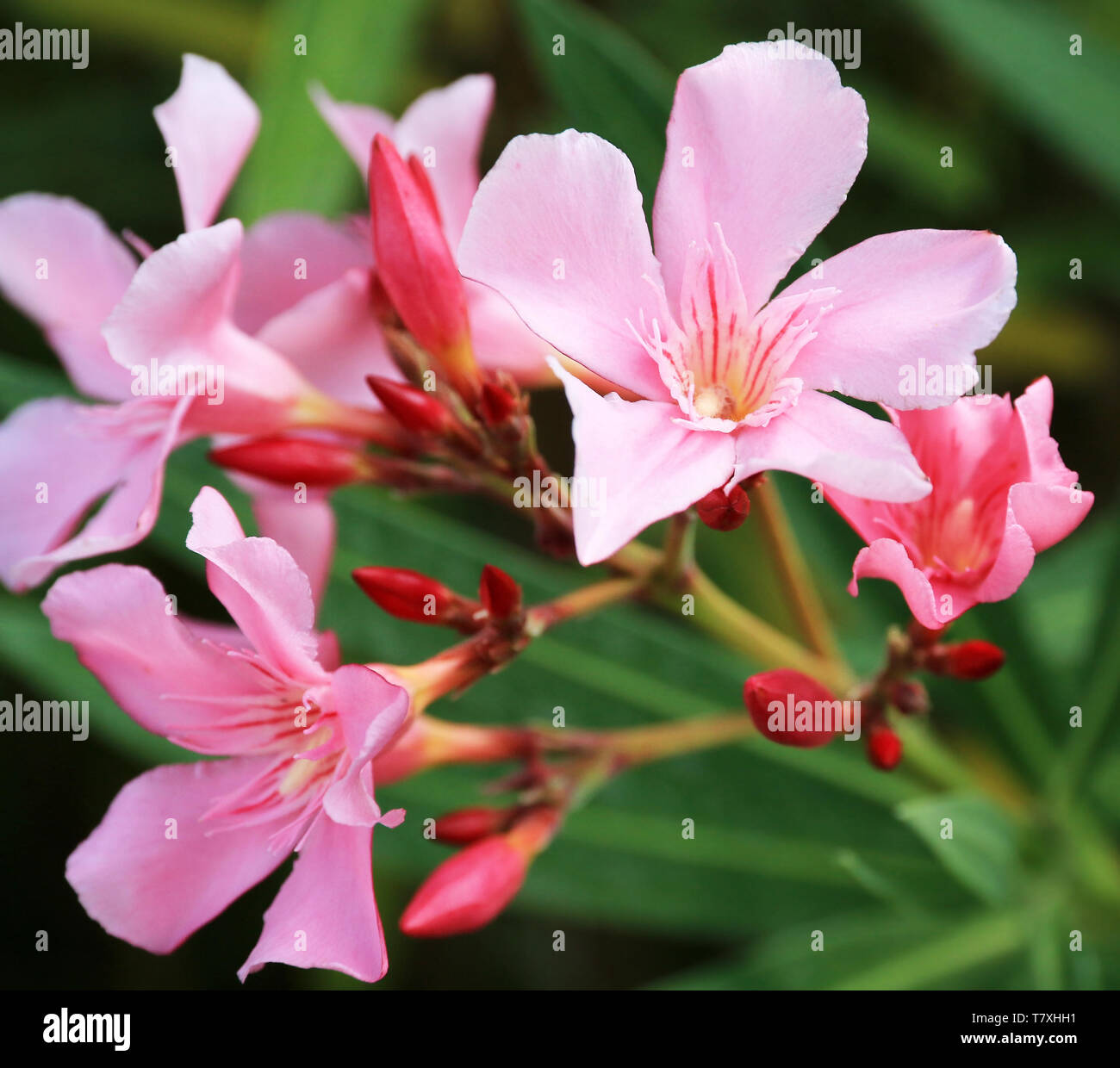 Rose laurel hi-res stock photography and images - Alamy
