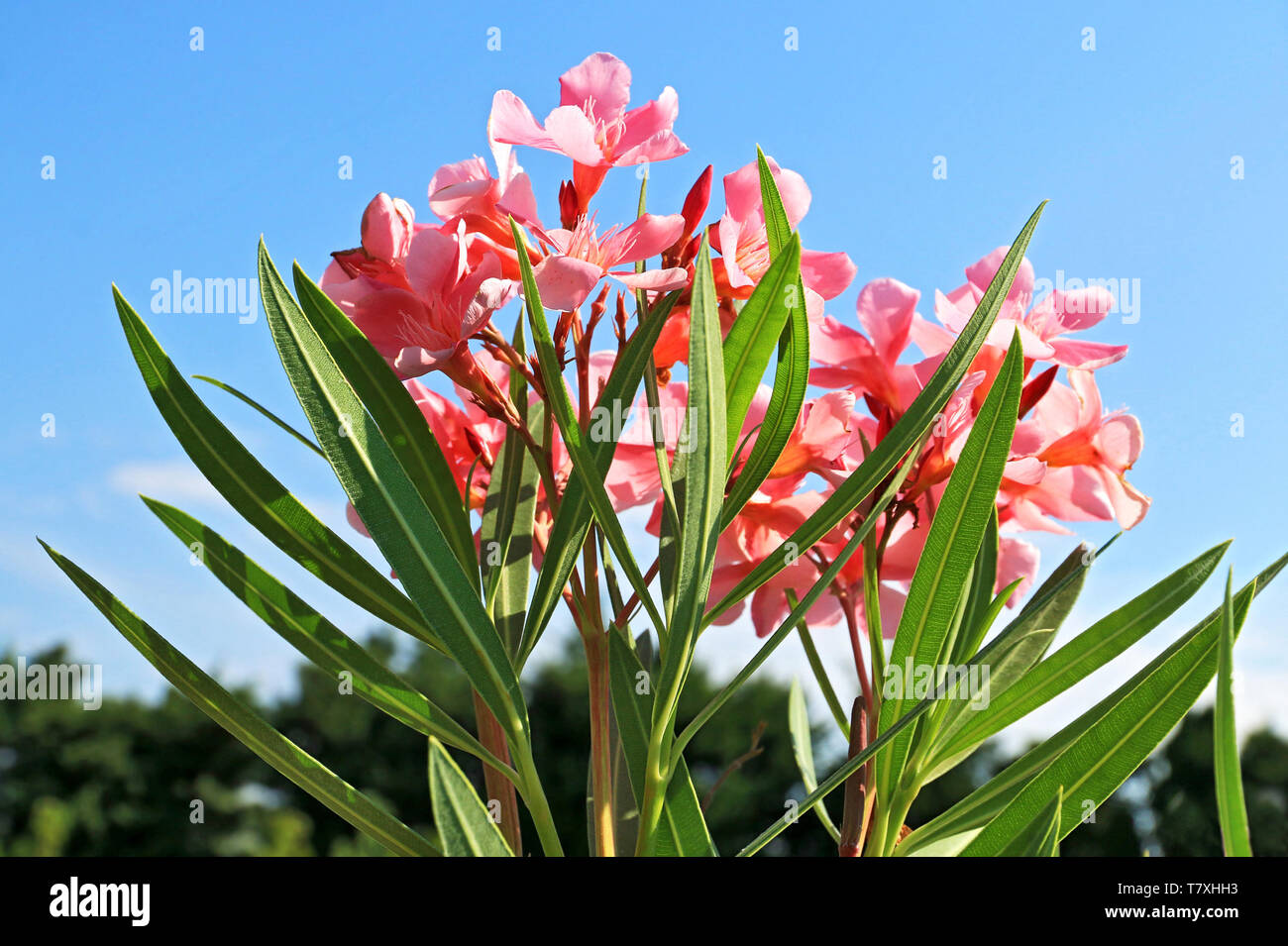 Pink laurel with generous bloom on blue sky background Stock Photo - Alamy