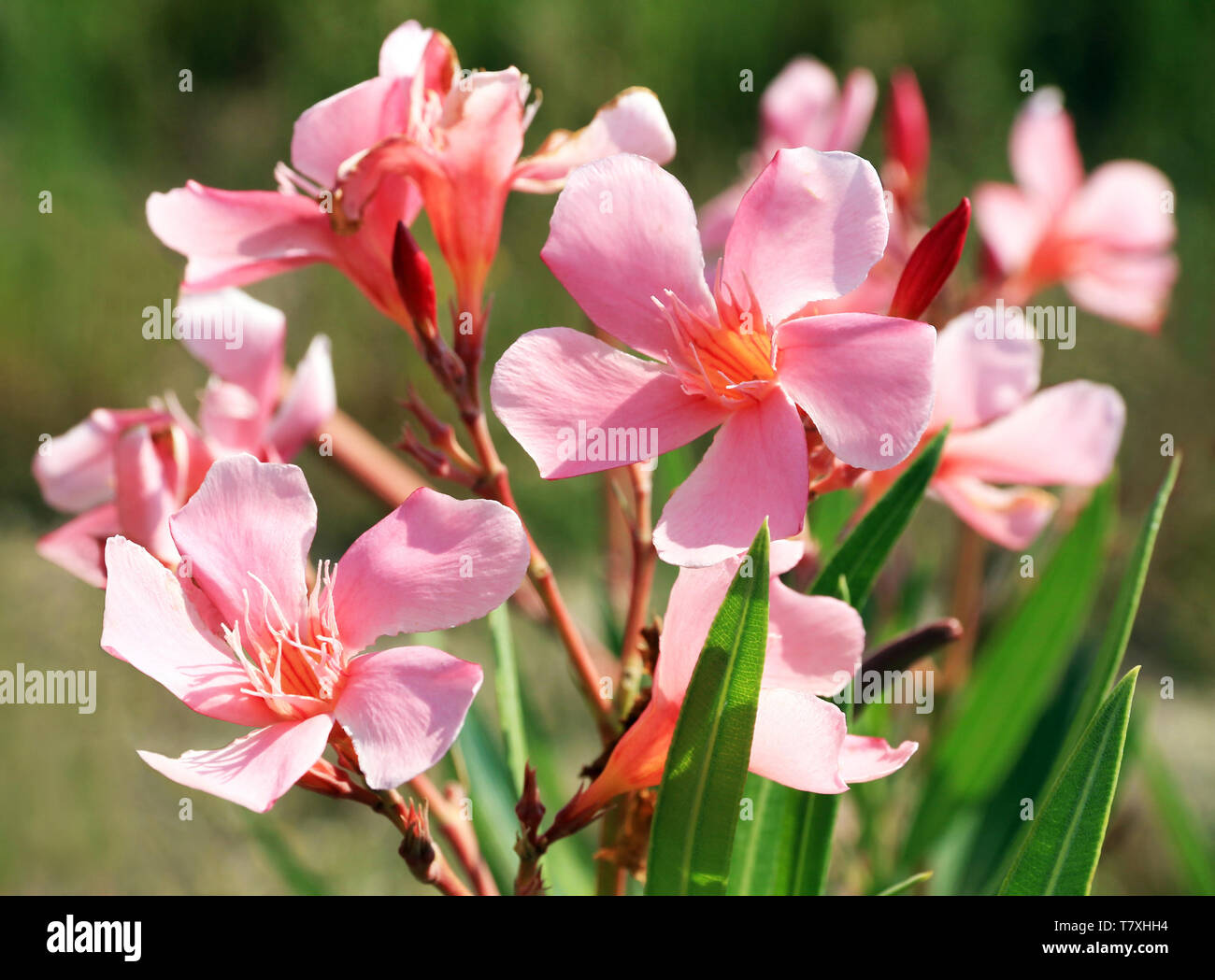 Pink laurel with generous bloom Stock Photo - Alamy
