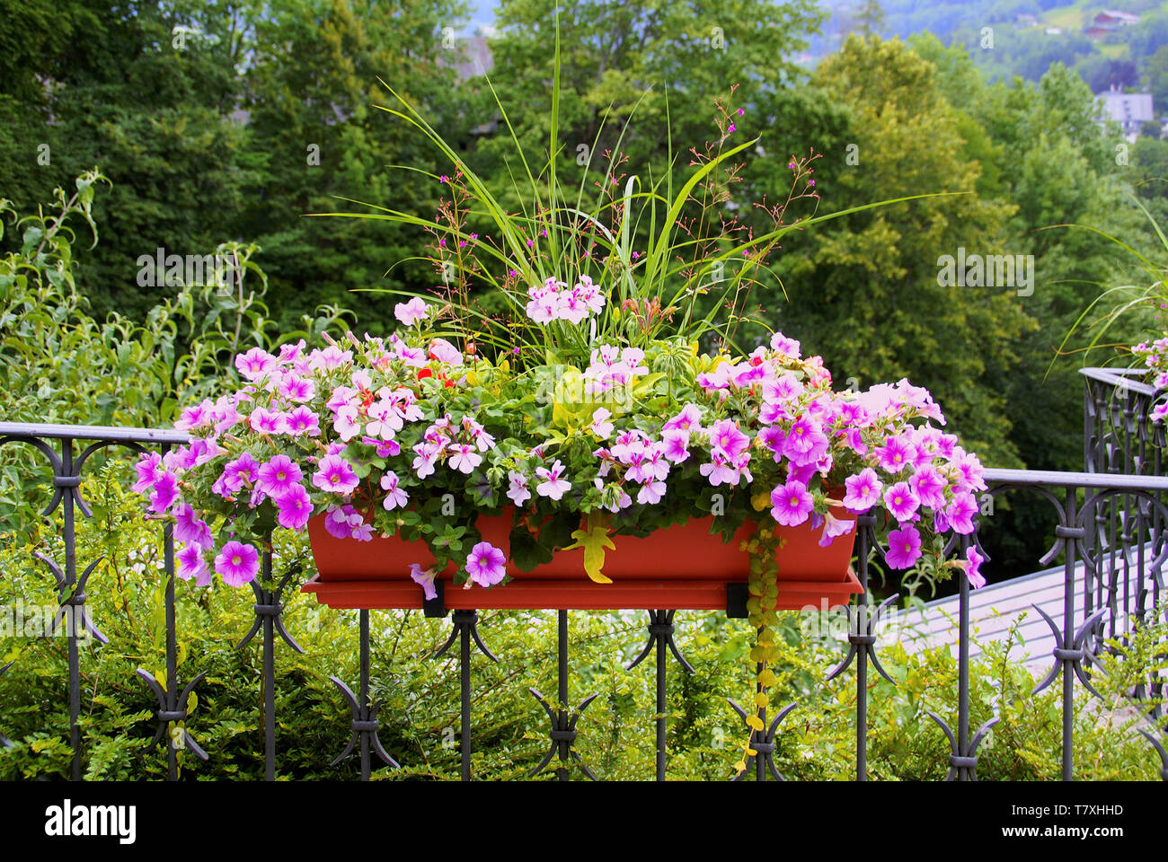 Flower box on a balustrade on green park background Stock Photo - Alamy