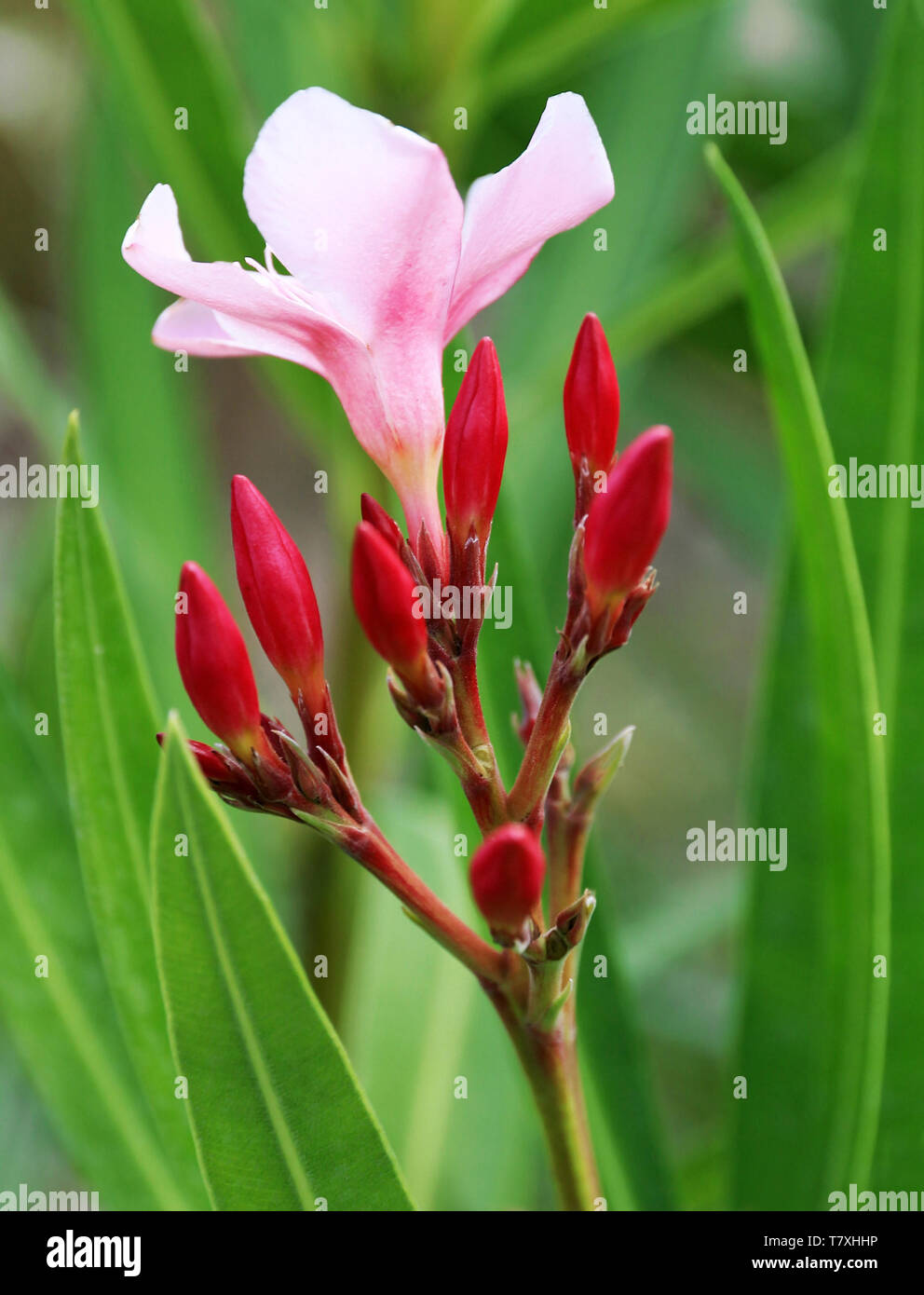 Pink laurel with generous bloom Stock Photo - Alamy
