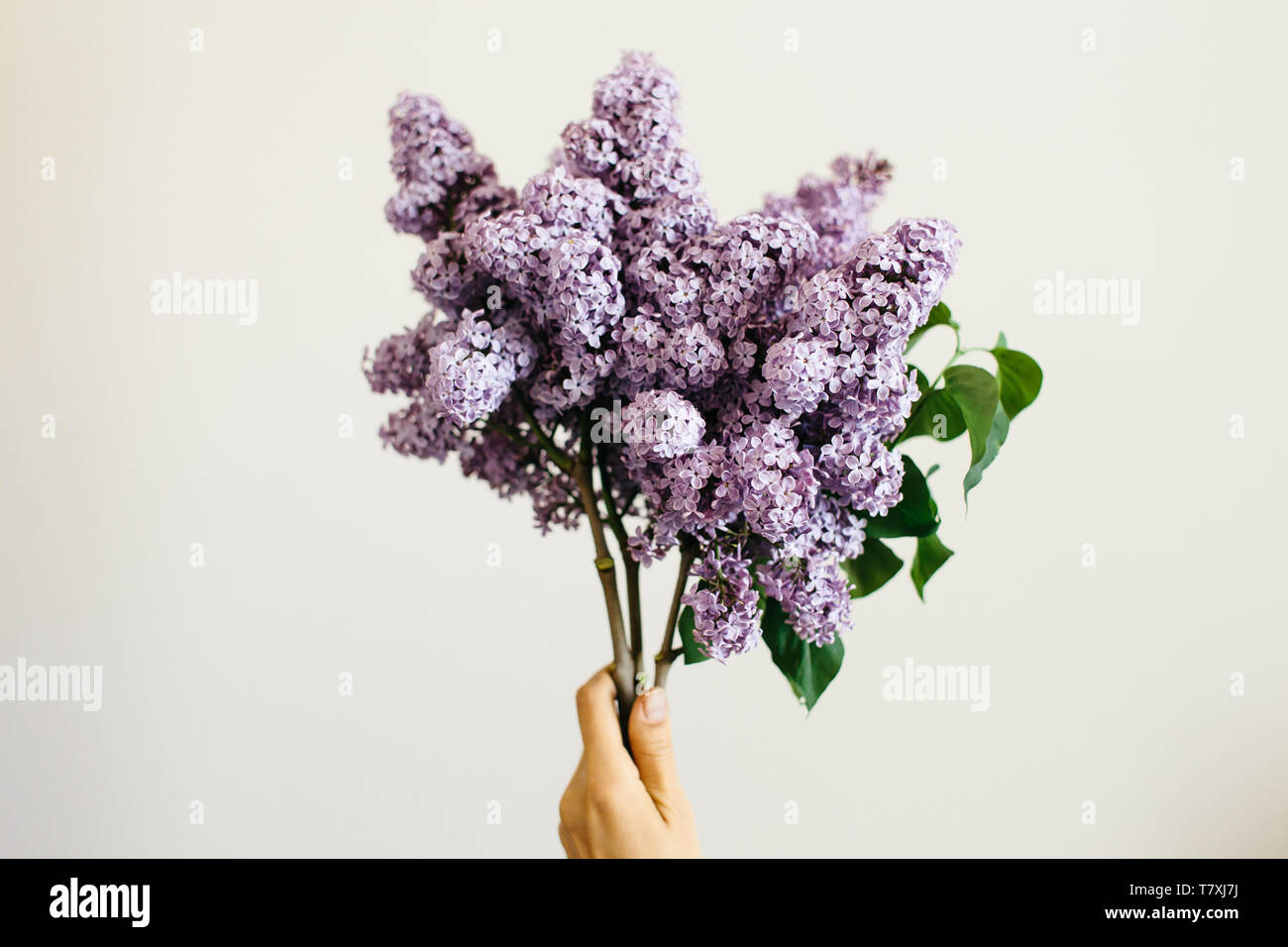 hand holding a branch of beautiful purple lilac Stock Photo - Alamy