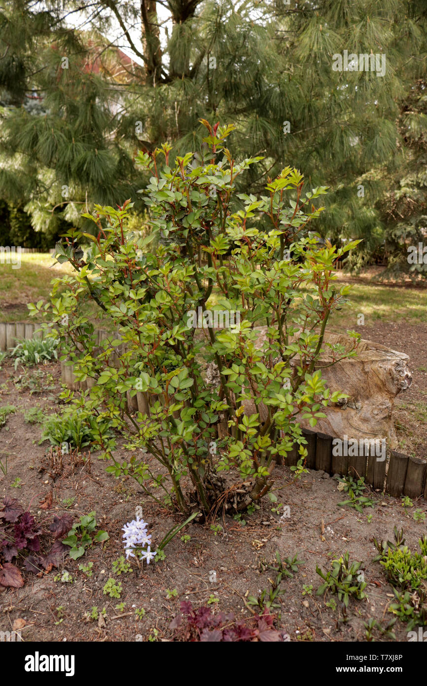 garden rose bush Stock Photo - Alamy