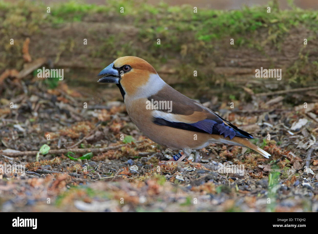 Male Hawfinch on the ground in the Forest of Dean Stock Photo - Alamy