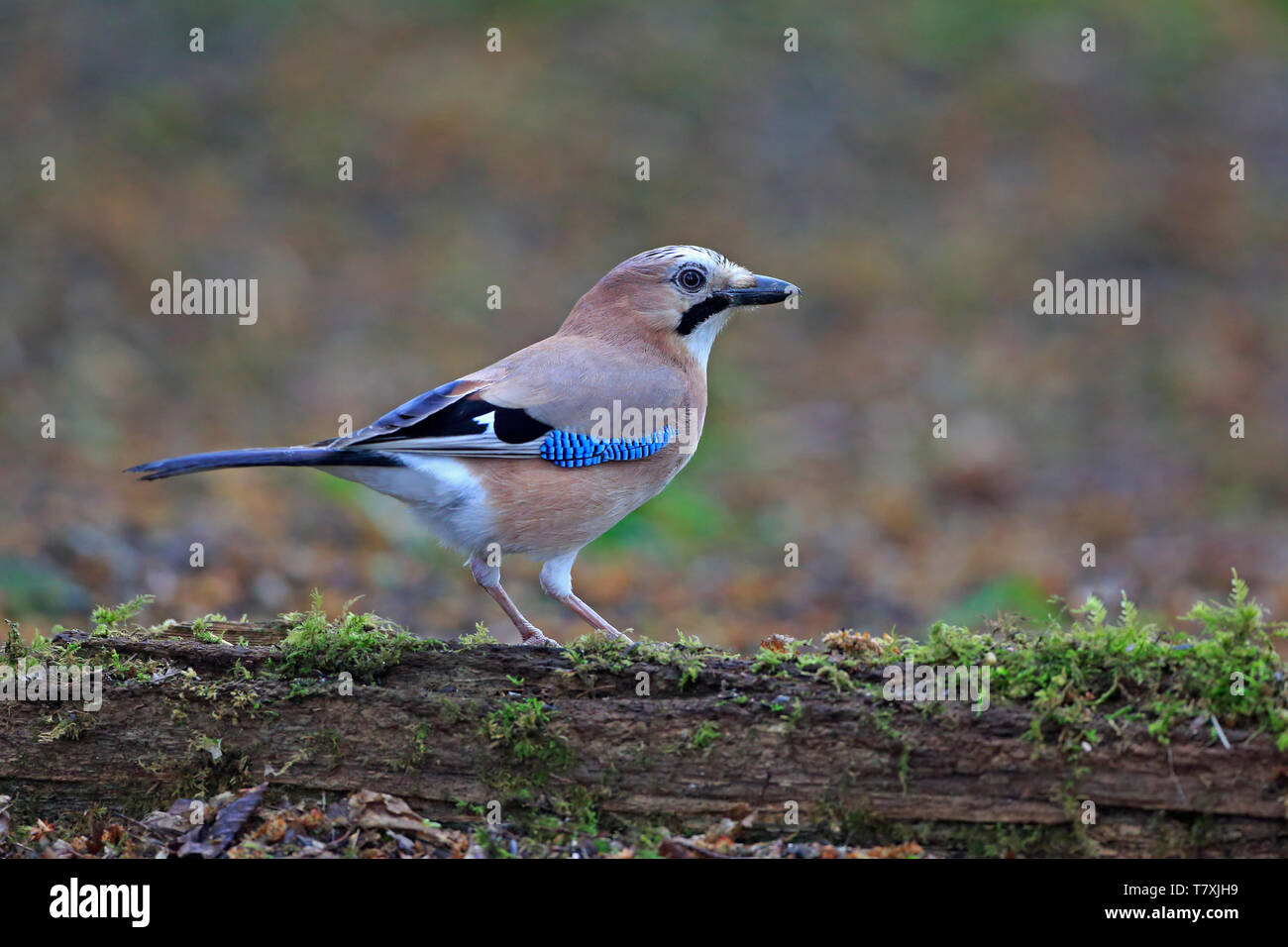 Jay in the forest hi-res stock photography and images - Alamy