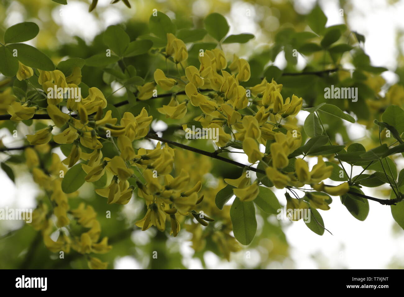 Golden rain or Laburnum anagyroides has beautiful yellow strings of ...