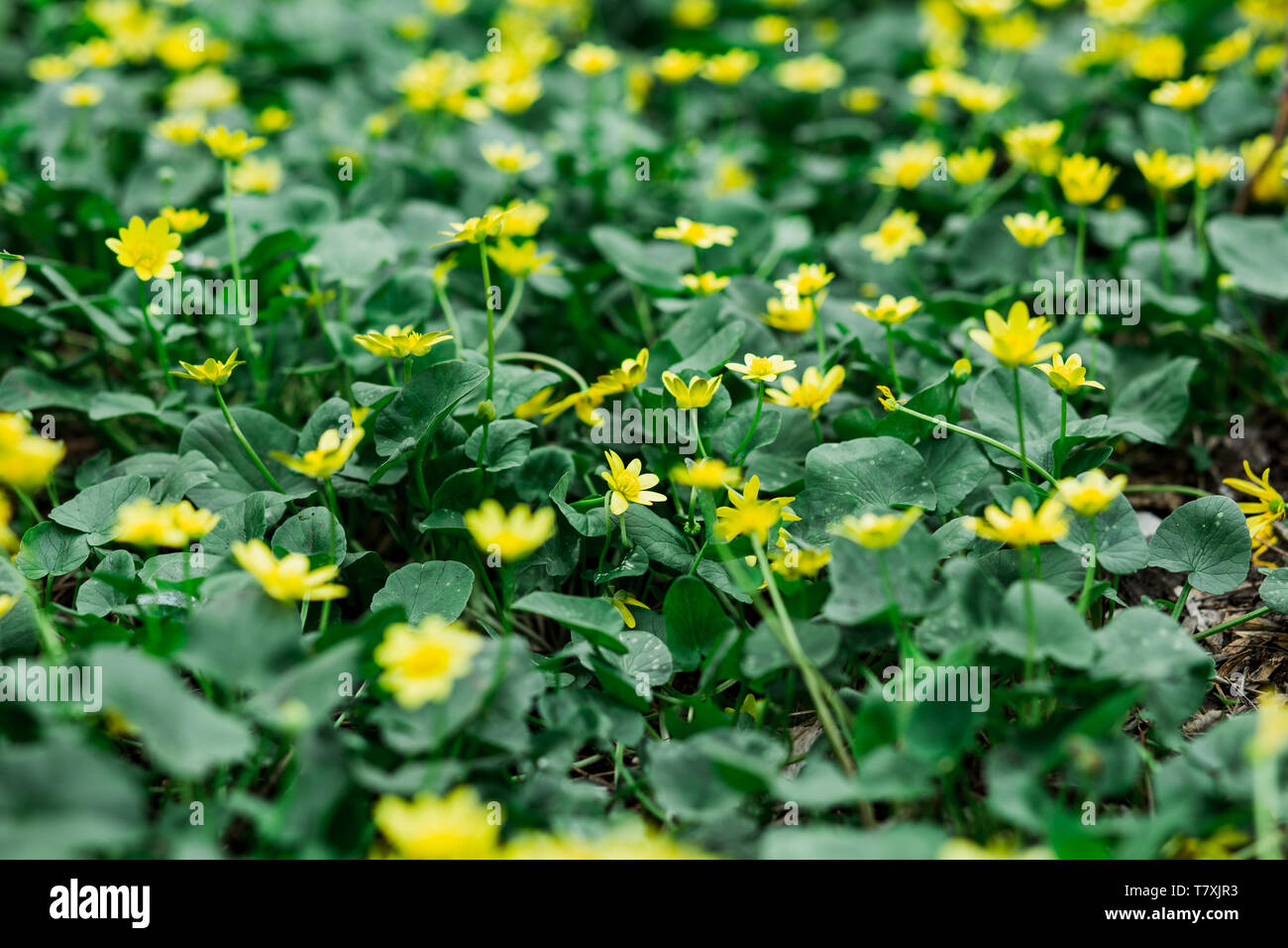 a green field with white wildflowers, texture Stock Photo - Alamy