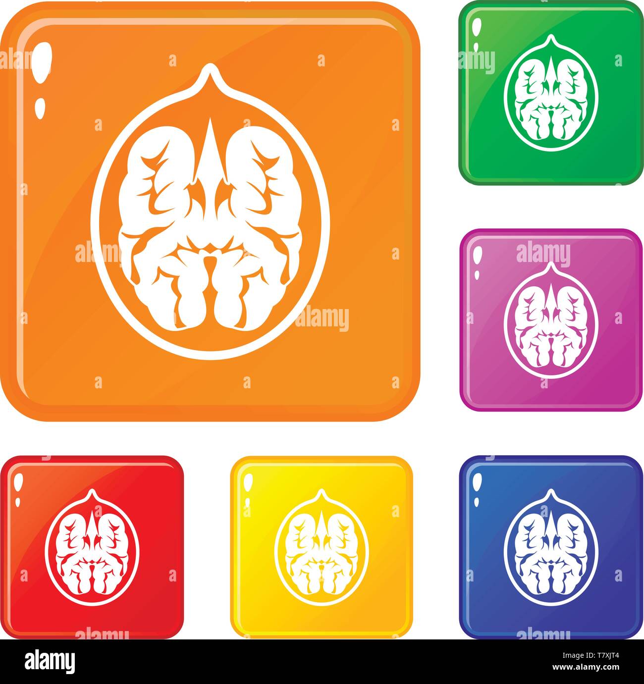 Walnut icons set vector color Stock Vector Image & Art - Alamy