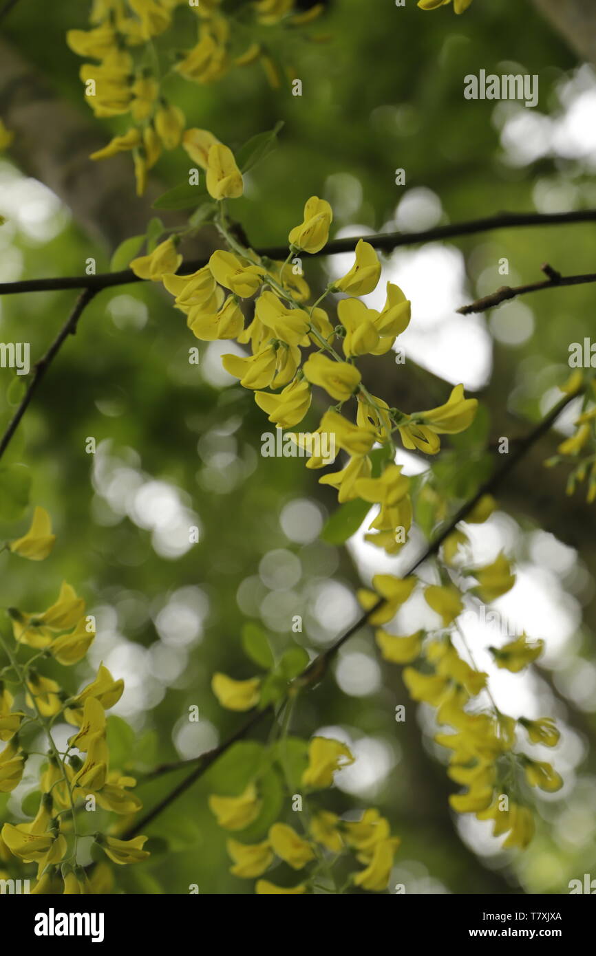 Golden rain or Laburnum anagyroides has beautiful yellow strings of ...