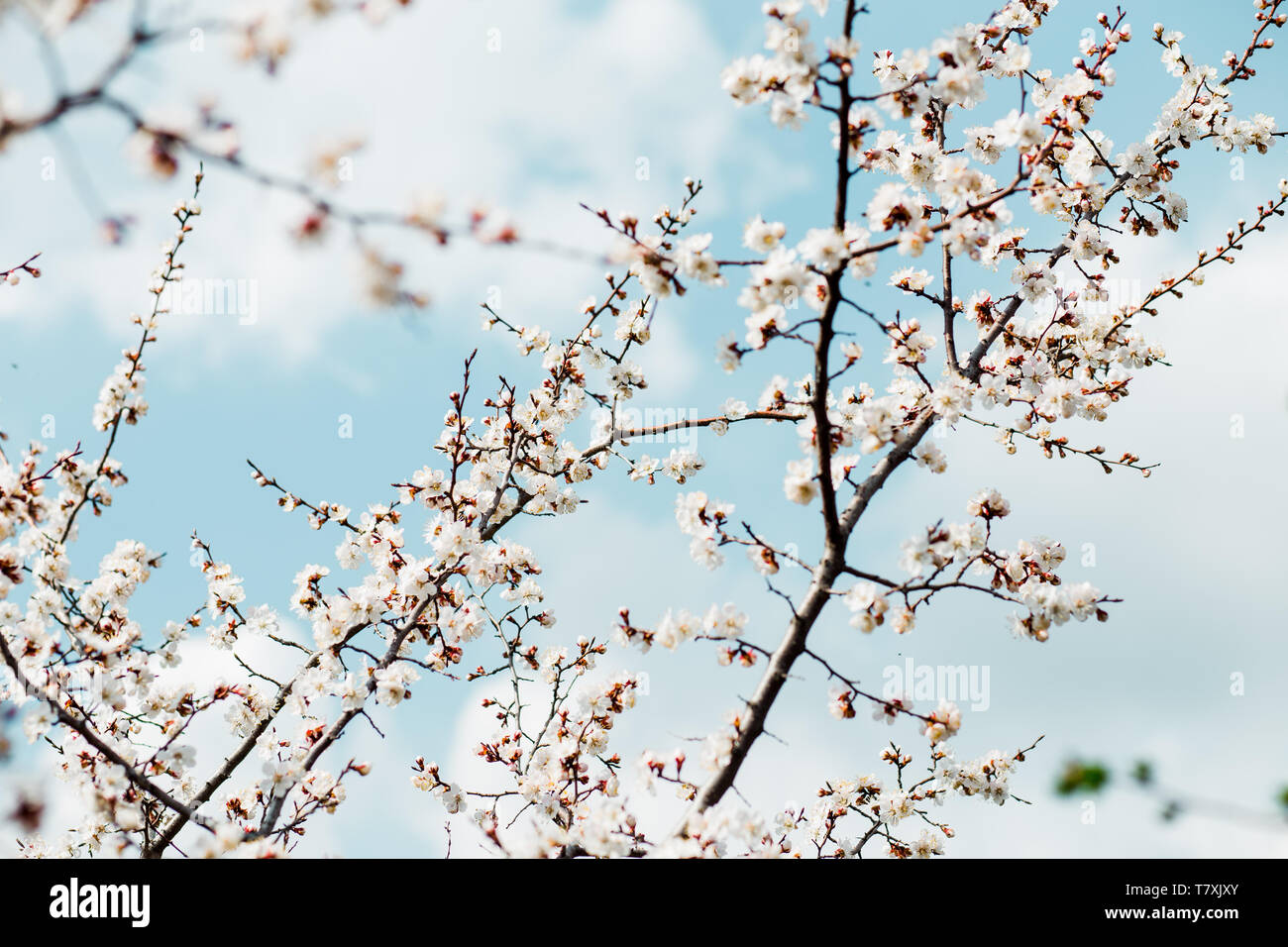 Beautiful flowering apricot tree in spring time in forest Stock Photo ...