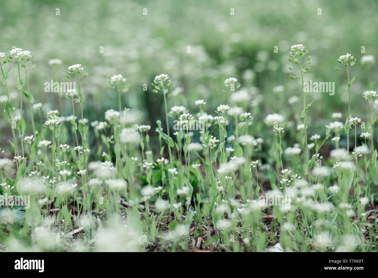 a green field with white wildflowers, texture Stock Photo - Alamy