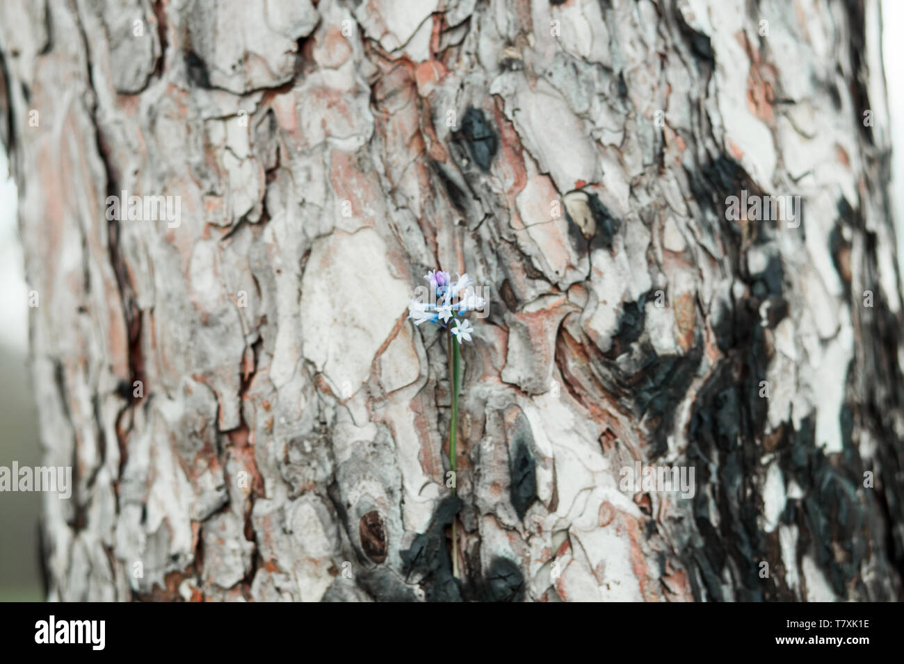 Pine tree bark texture and background, close up view of natural and ...
