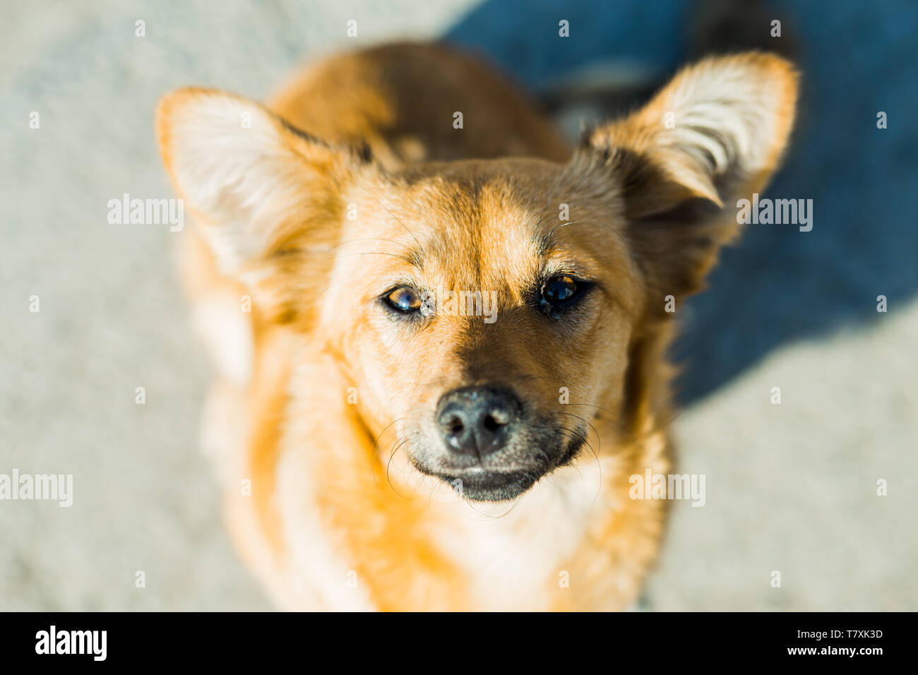 Beautiful puppy dog with happy eyes dog portrait, gold dog Stock Photo ...