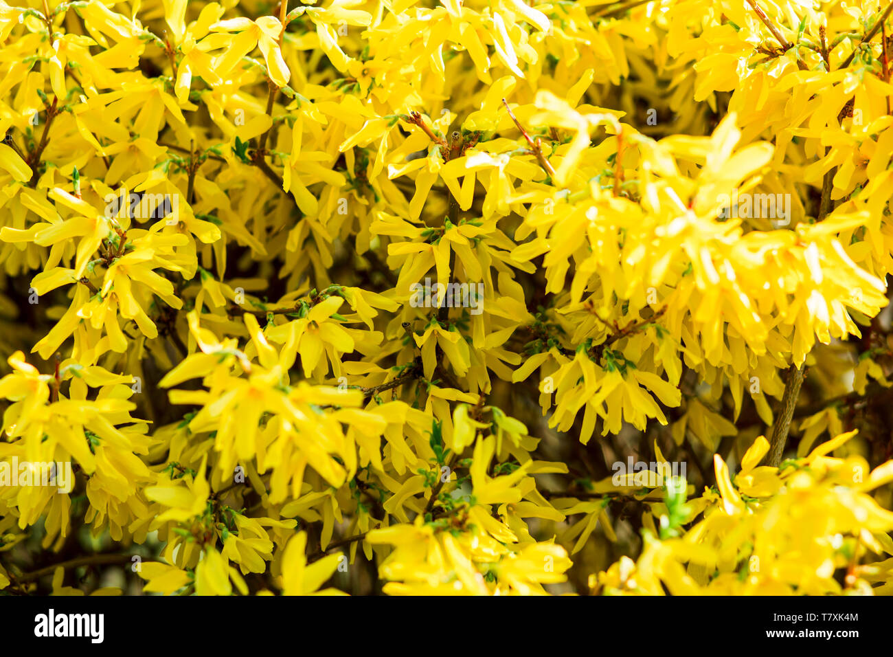 Evergreen garden shrub low spring hi-res stock photography and images ...