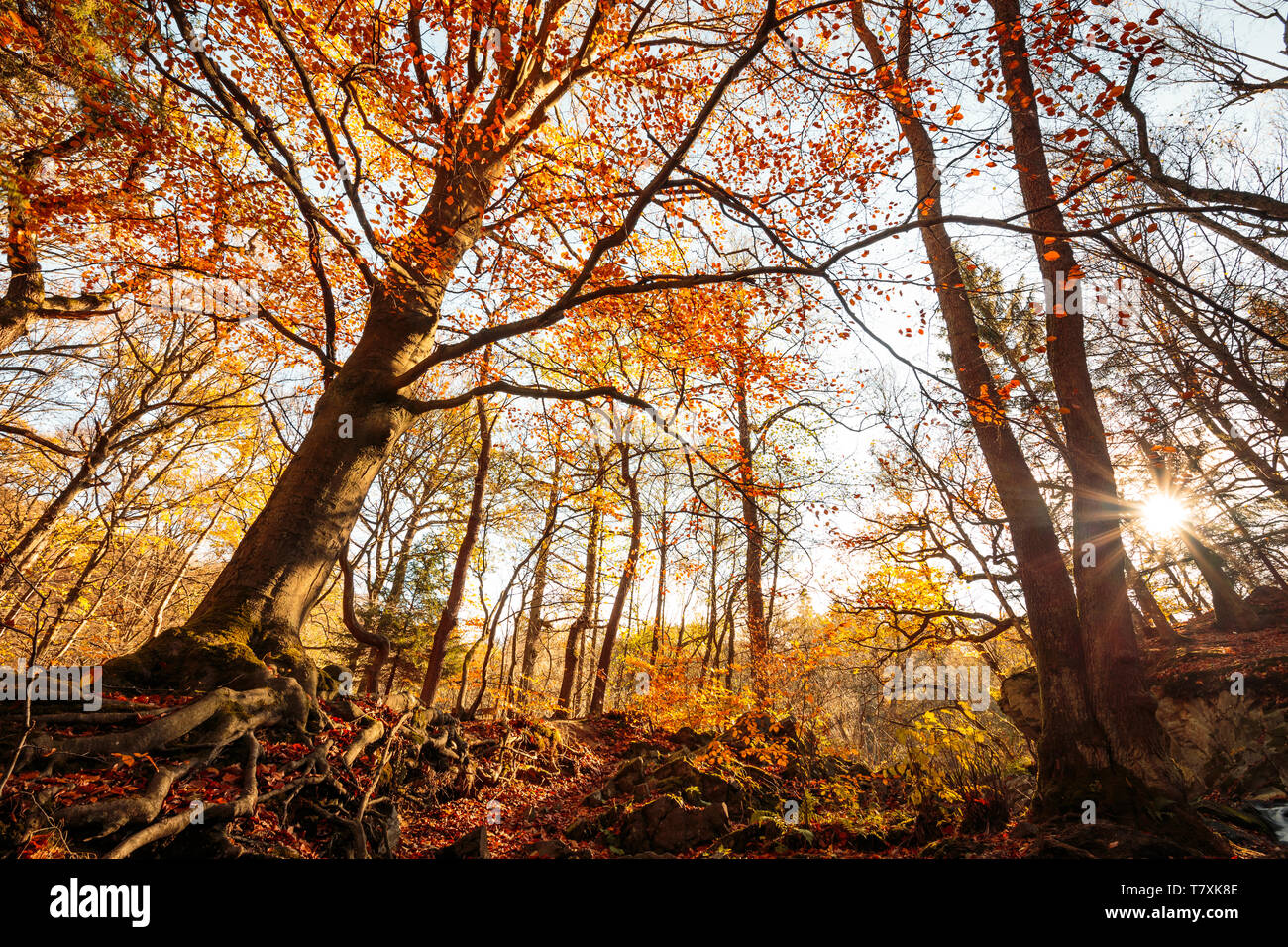 Colorful magnificent tree crowns in the forest Ecosystem Stock Photo ...
