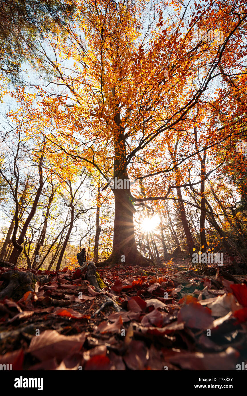 Colorful magnificent tree crowns in the forest Ecosystem Stock Photo ...