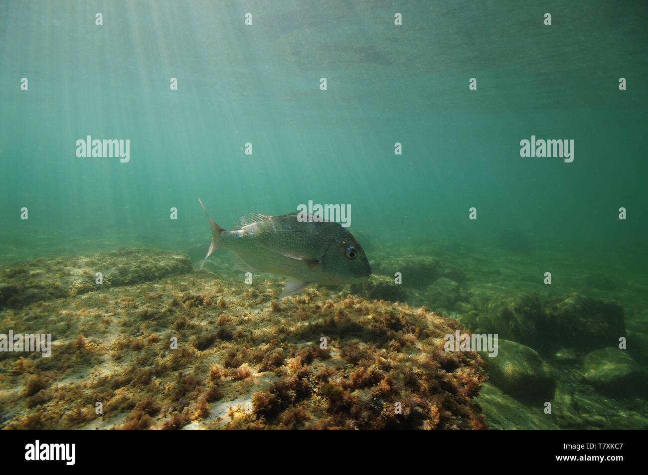 Goat island new zealand fish hi-res stock photography and images - Alamy