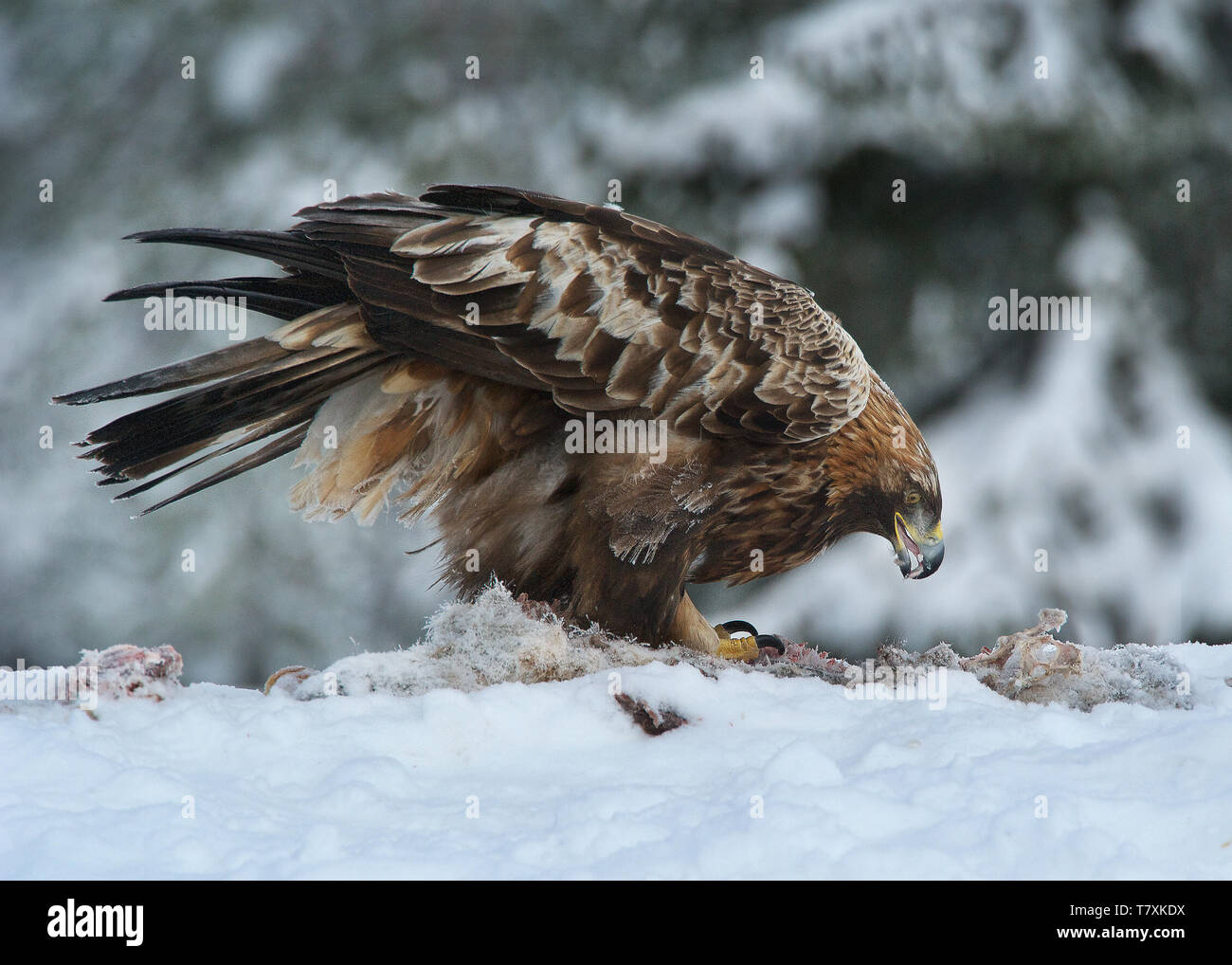 Golden eagle in winter, Utajarvi, Finland Stock Photo - Alamy