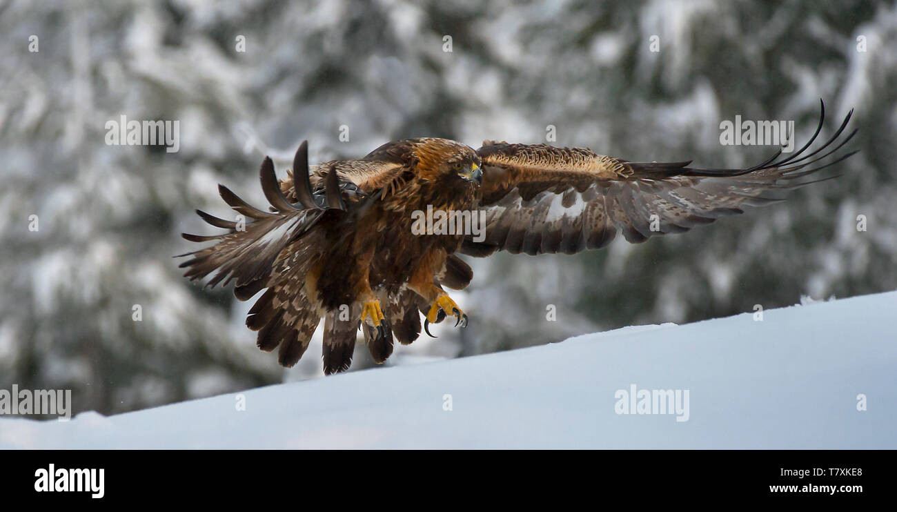 Golden eagle in winter, Utajarvi, Finland Stock Photo - Alamy