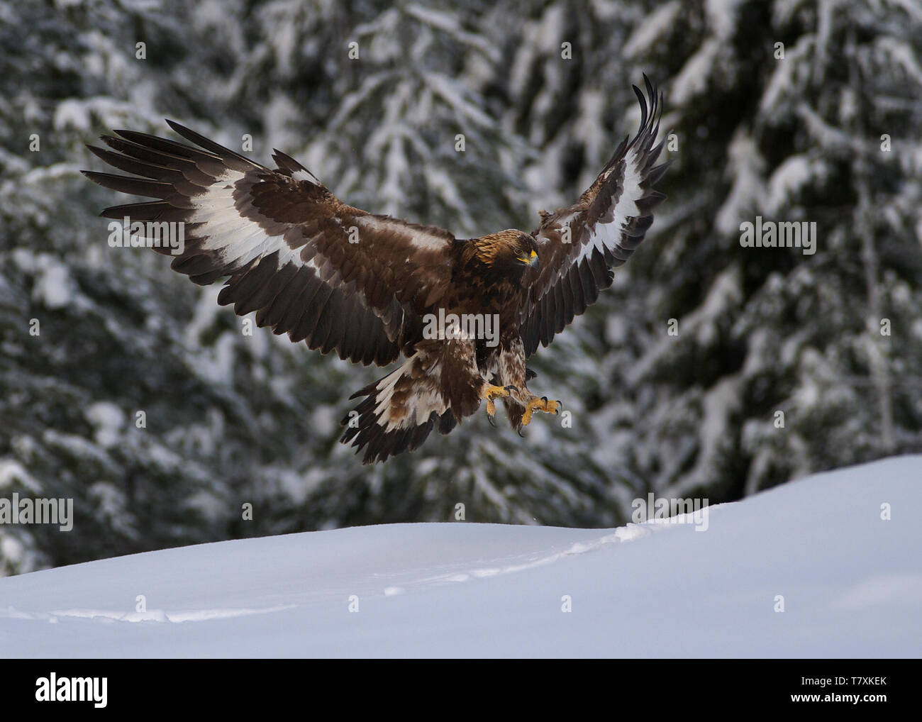 Golden eagle in flight hi-res stock photography and images - Alamy