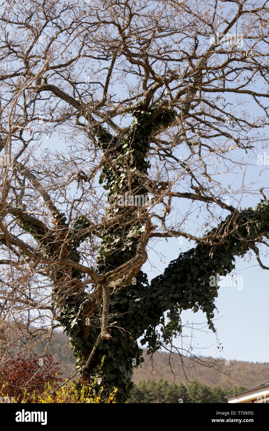 Tree Entwined With Ivy High Resolution Stock Photography and Images - Alamy