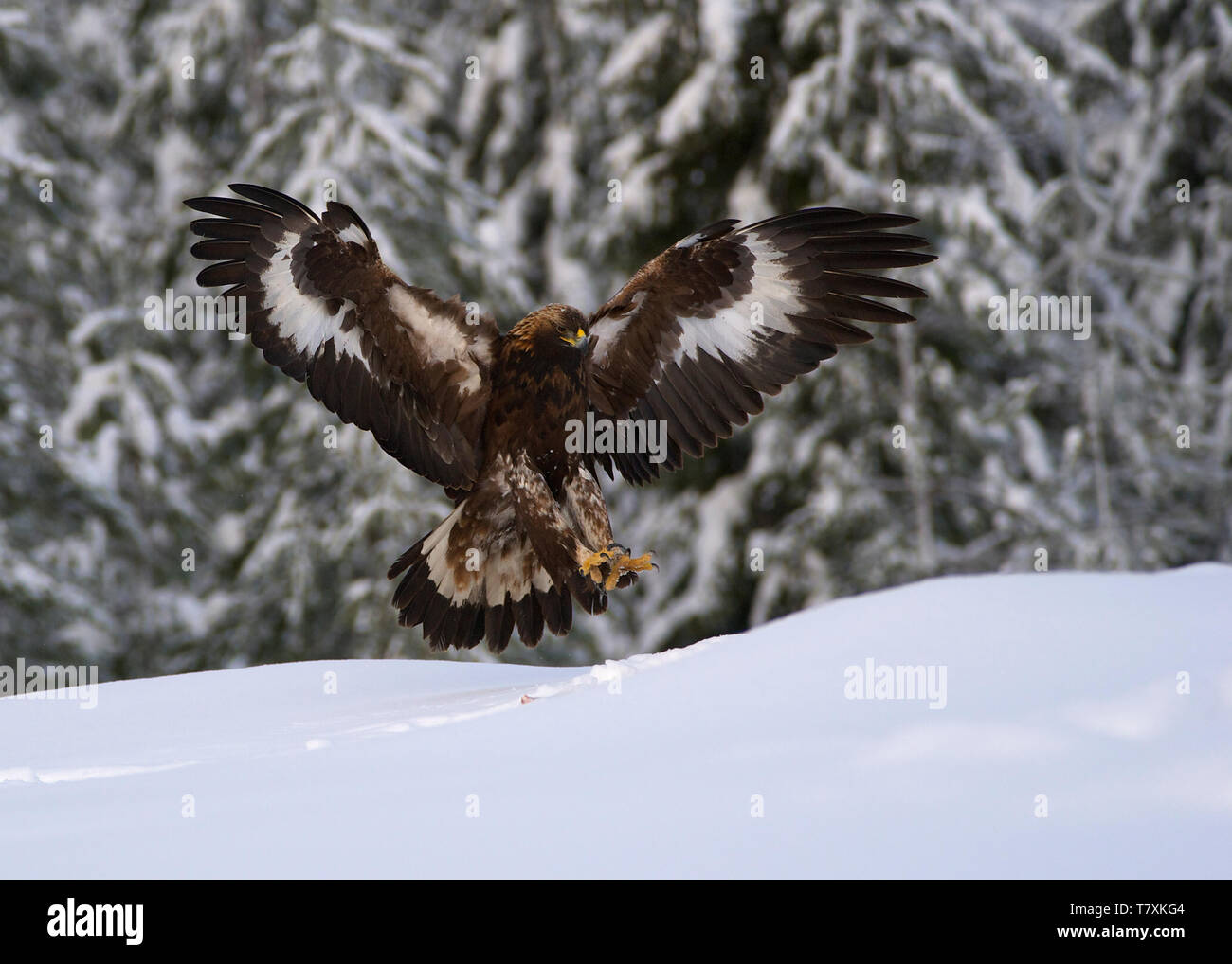 Golden eagle in winter, Utajarvi, Finland Stock Photo - Alamy