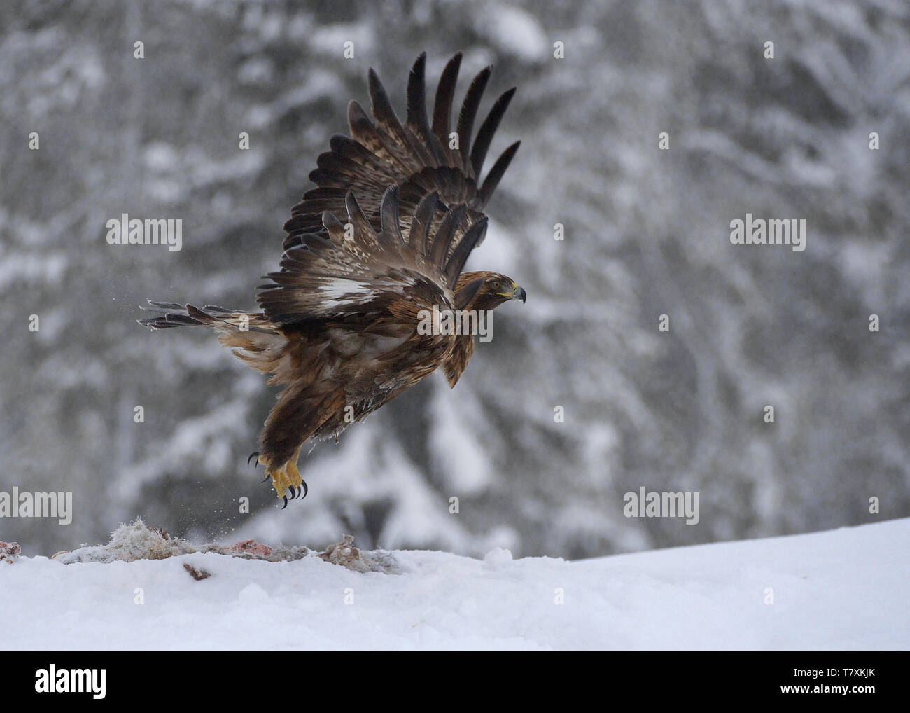 Golden eagle image hi-res stock photography and images - Alamy