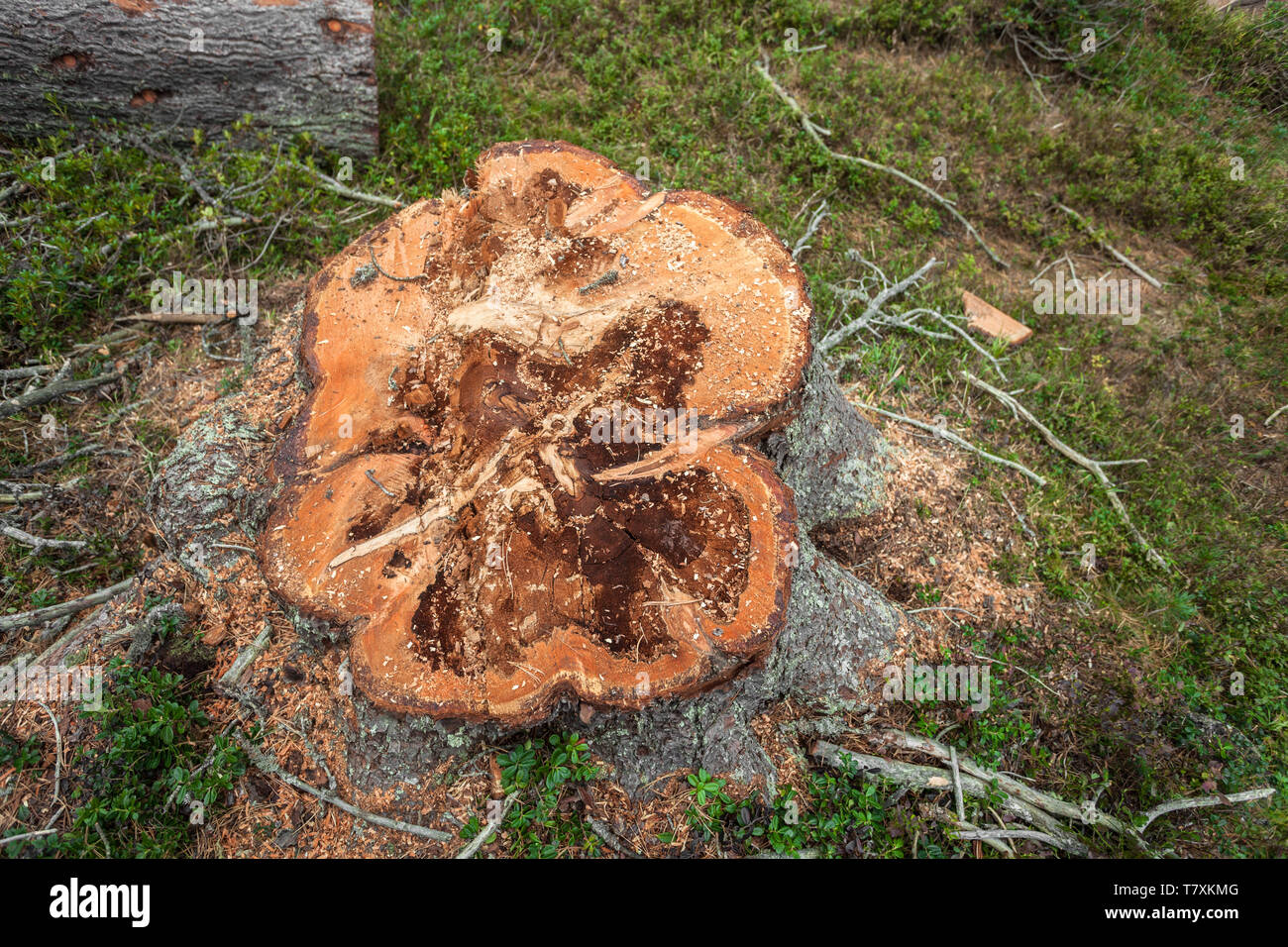 controlled deforestation inside an Italian forest. Cross section of a ...