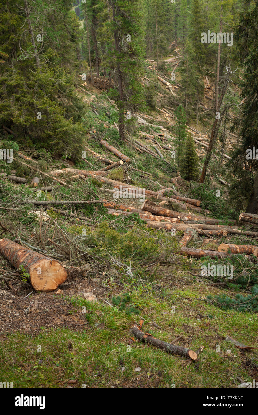 controlled deforestation inside an Italian forest. Cross section of a ...