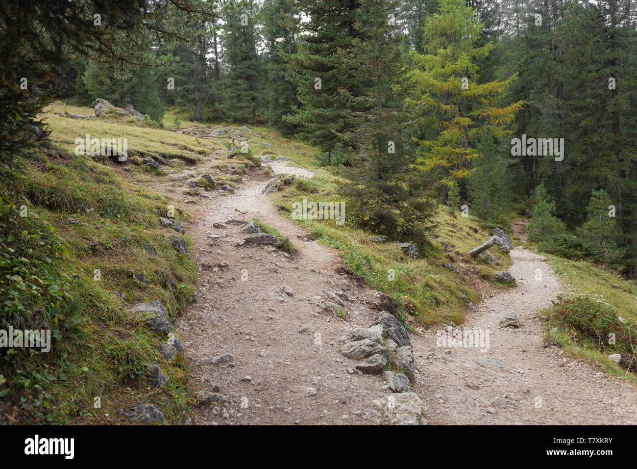 A single mountain path splits in two different directions. It's an ...