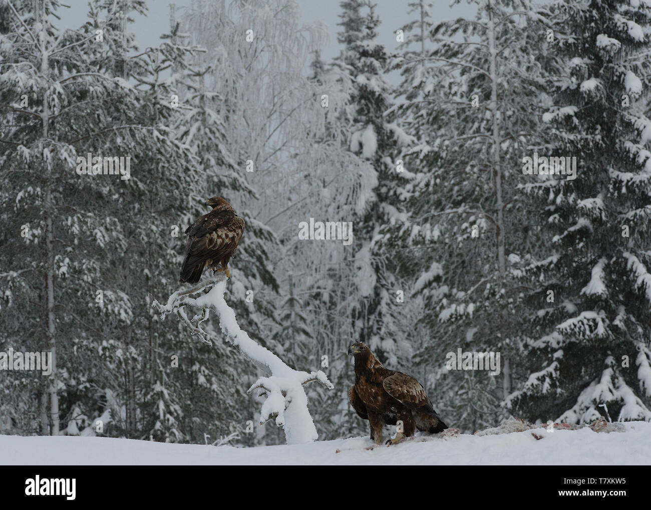 Golden eagle aquila chrysaetos finland hi-res stock photography and ...