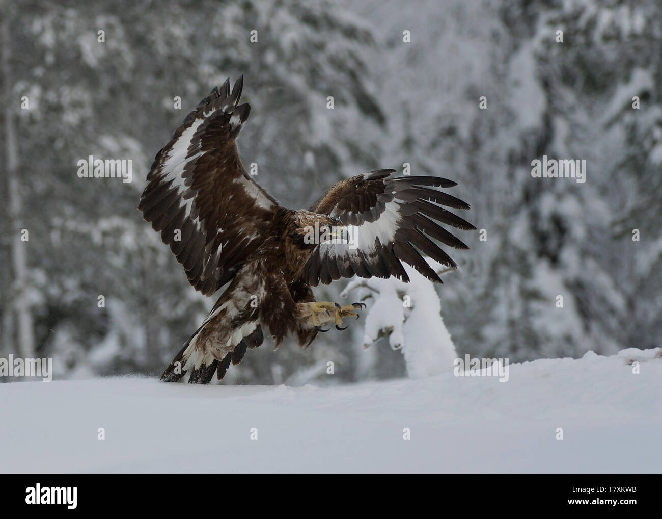 Golden eagle in winter, Utajarvi, Finland Stock Photo - Alamy
