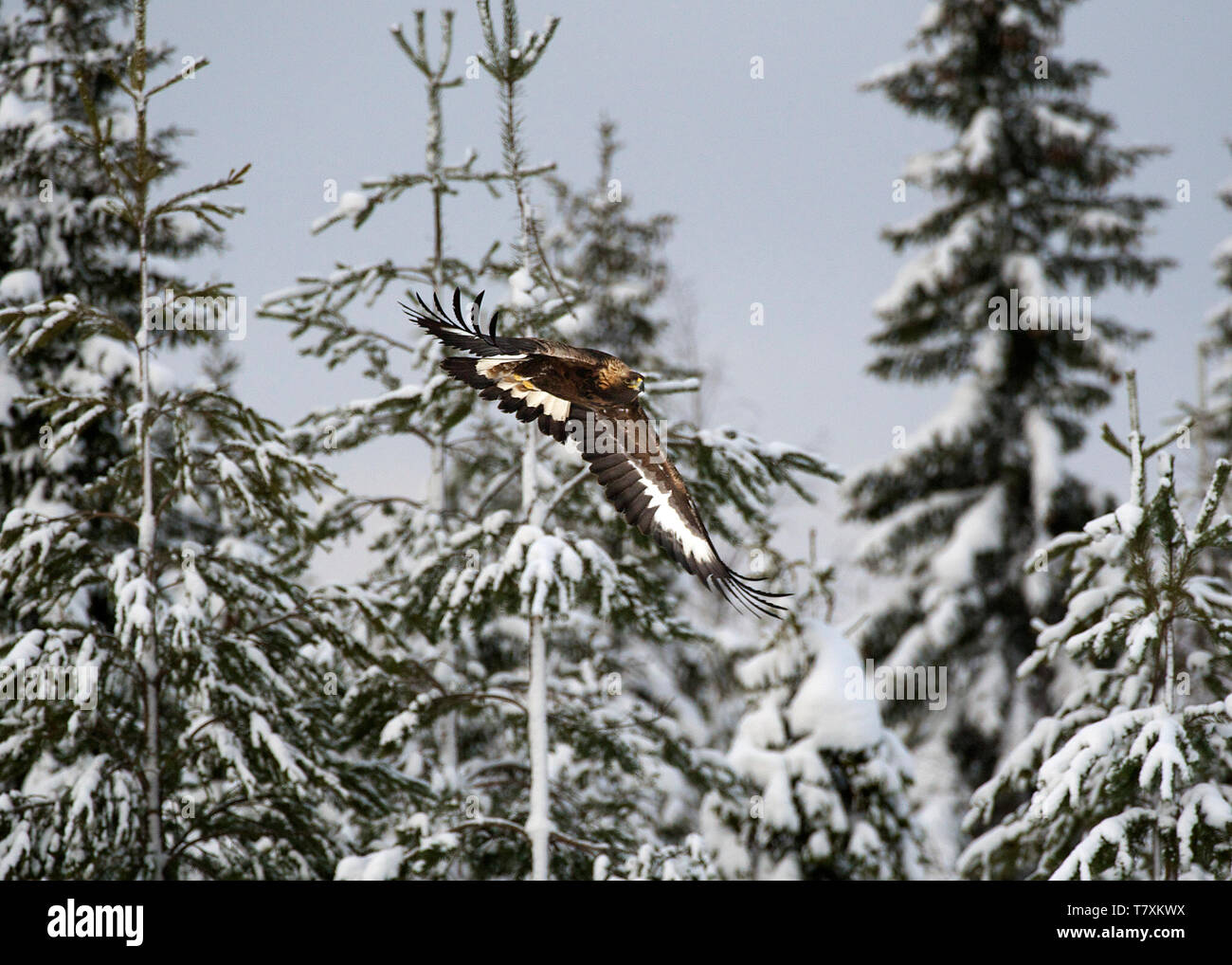 Golden eagle aquila chrysaetos finland hi-res stock photography and ...