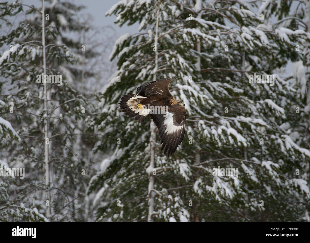 Golden eagle in winter, Utajarvi, Finland Stock Photo - Alamy