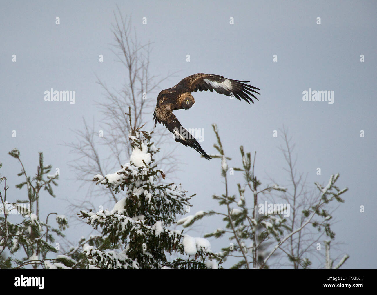 Golden eagle in winter, Utajarvi, Finland Stock Photo - Alamy