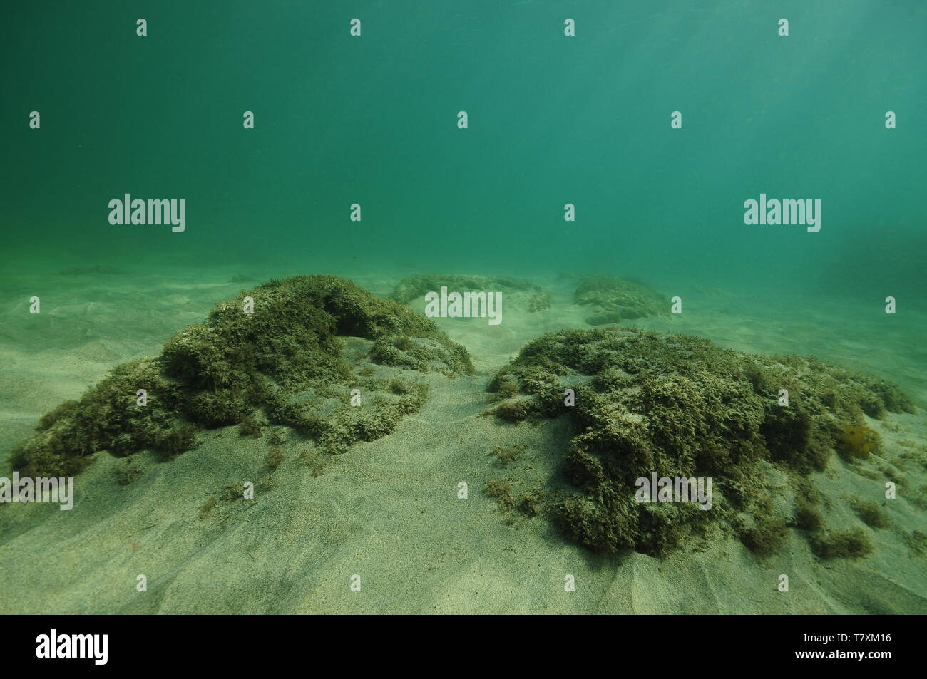 Flat sandy sea bottom with protruding rock reef Stock Photo - Alamy