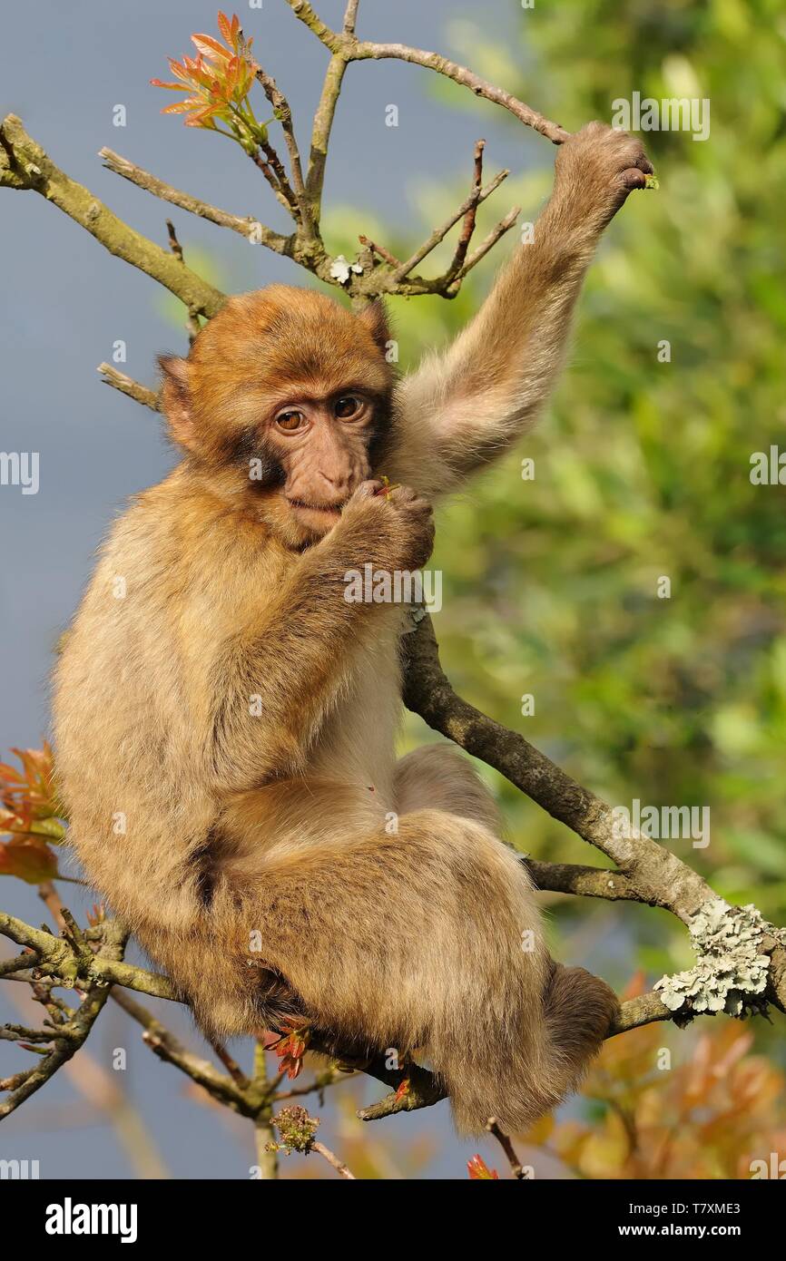 Barbary Macaque - Macaca sylvanus on the tree in Gibraltar rock. Only ...
