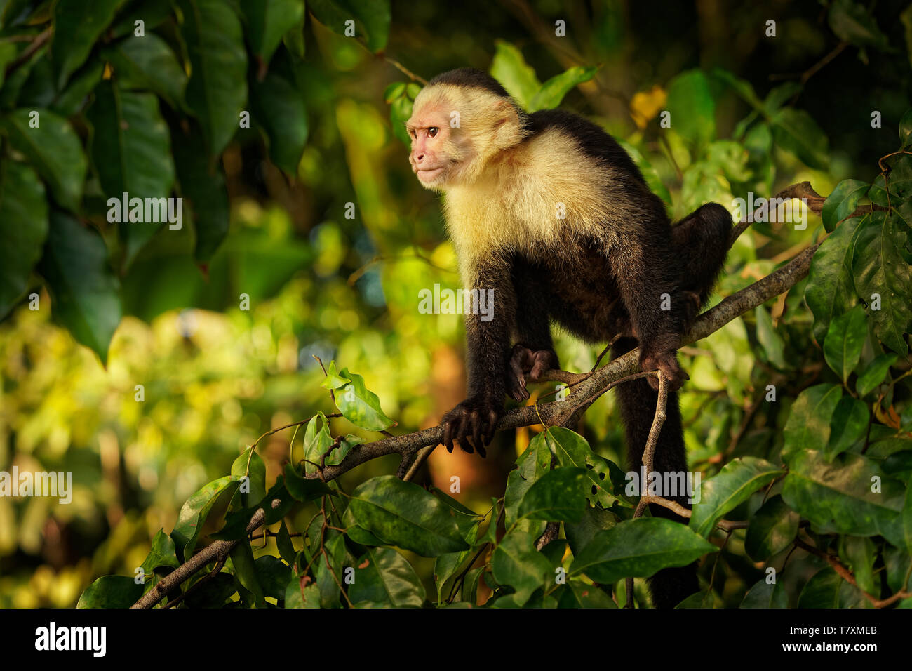 Colombian white-faced capuchin (Cebus capucinus), Colombian white ...