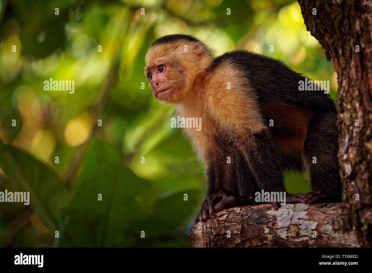 Colombian white-faced capuchin (Cebus capucinus), Colombian white ...