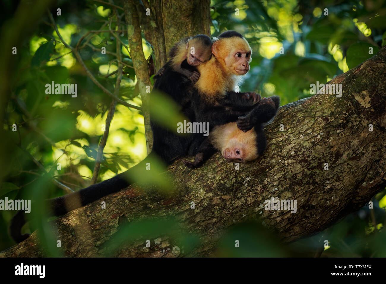 Colombian white-faced capuchin (Cebus capucinus), Colombian white ...