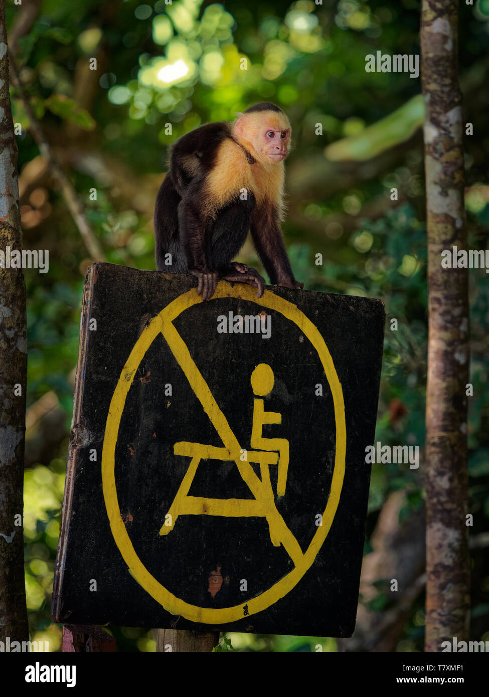 Colombian white-faced capuchin (Cebus capucinus), Colombian white ...