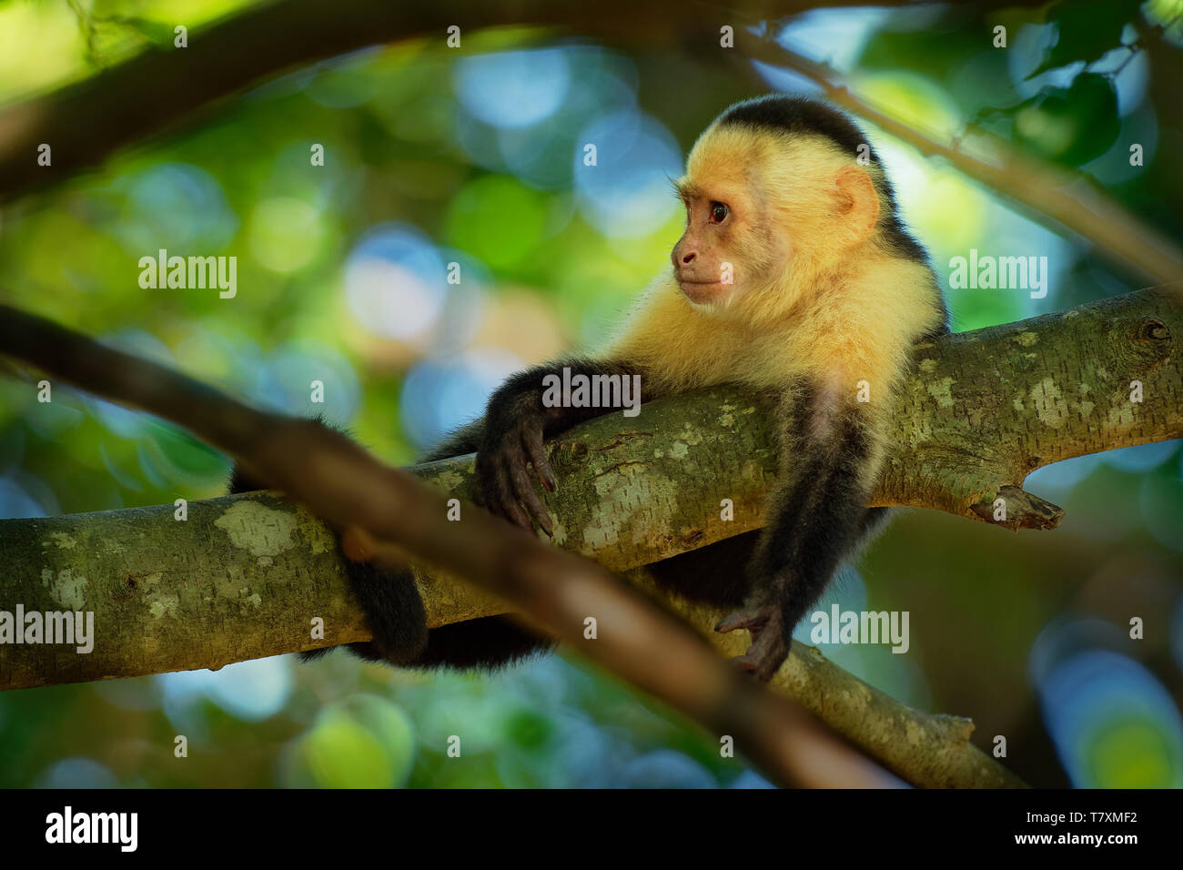 Colombian white-faced capuchin (Cebus capucinus), Colombian white ...