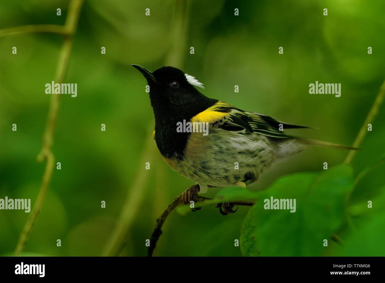Notiomystis cincta - Stitchbird - Hihi endemic bird from New Zealand ...