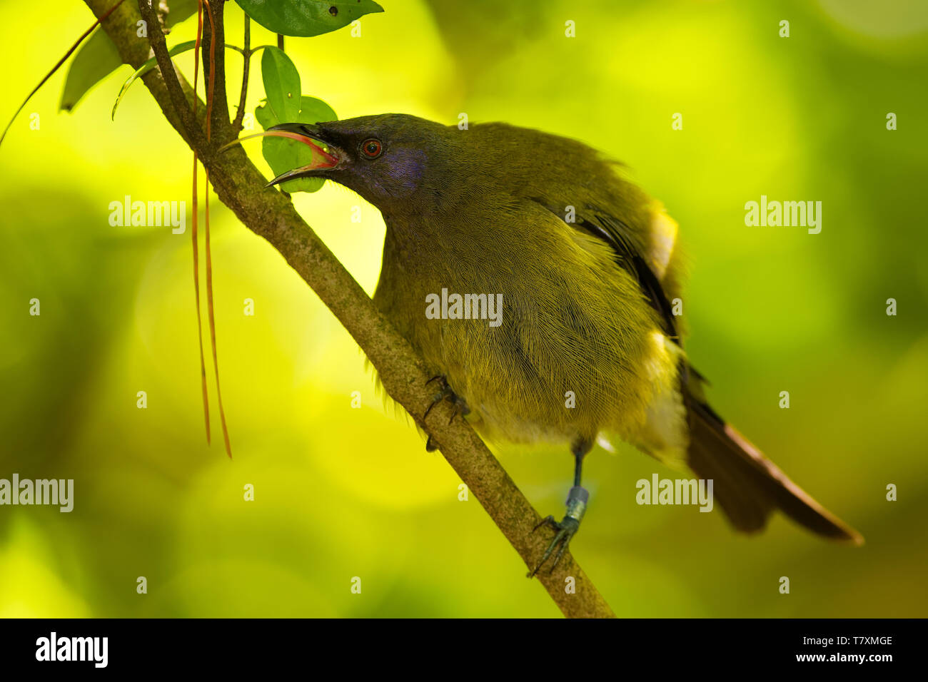 Bellbird - Anthornis melanura - makomako in Maori language, endemic ...