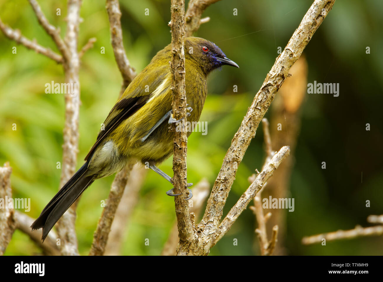 Bellbird - Anthornis melanura - makomako in Maori language, endemic ...