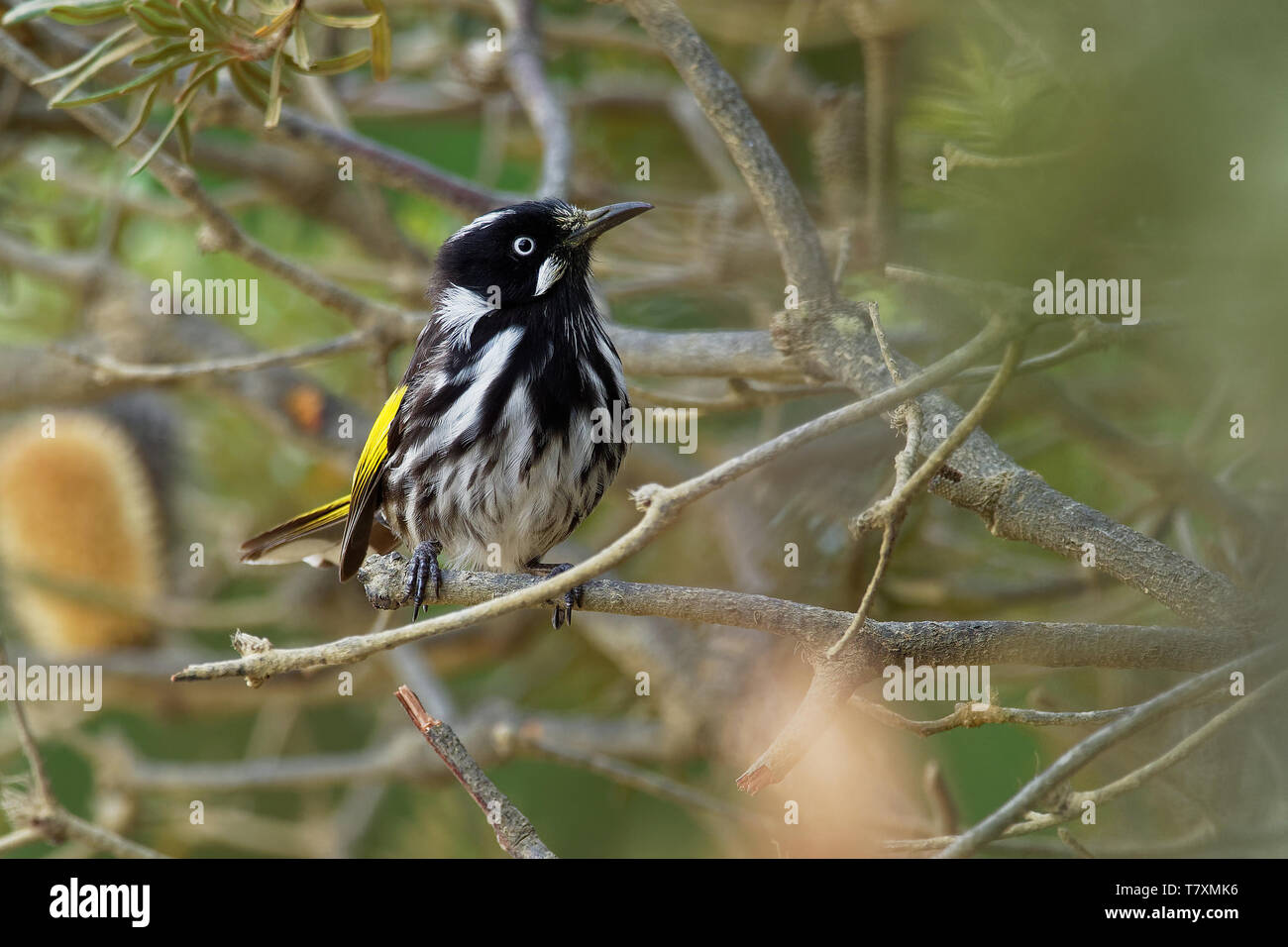 New Holland Honeyeater - Phylidonyris novaehollandiae - australian bird ...