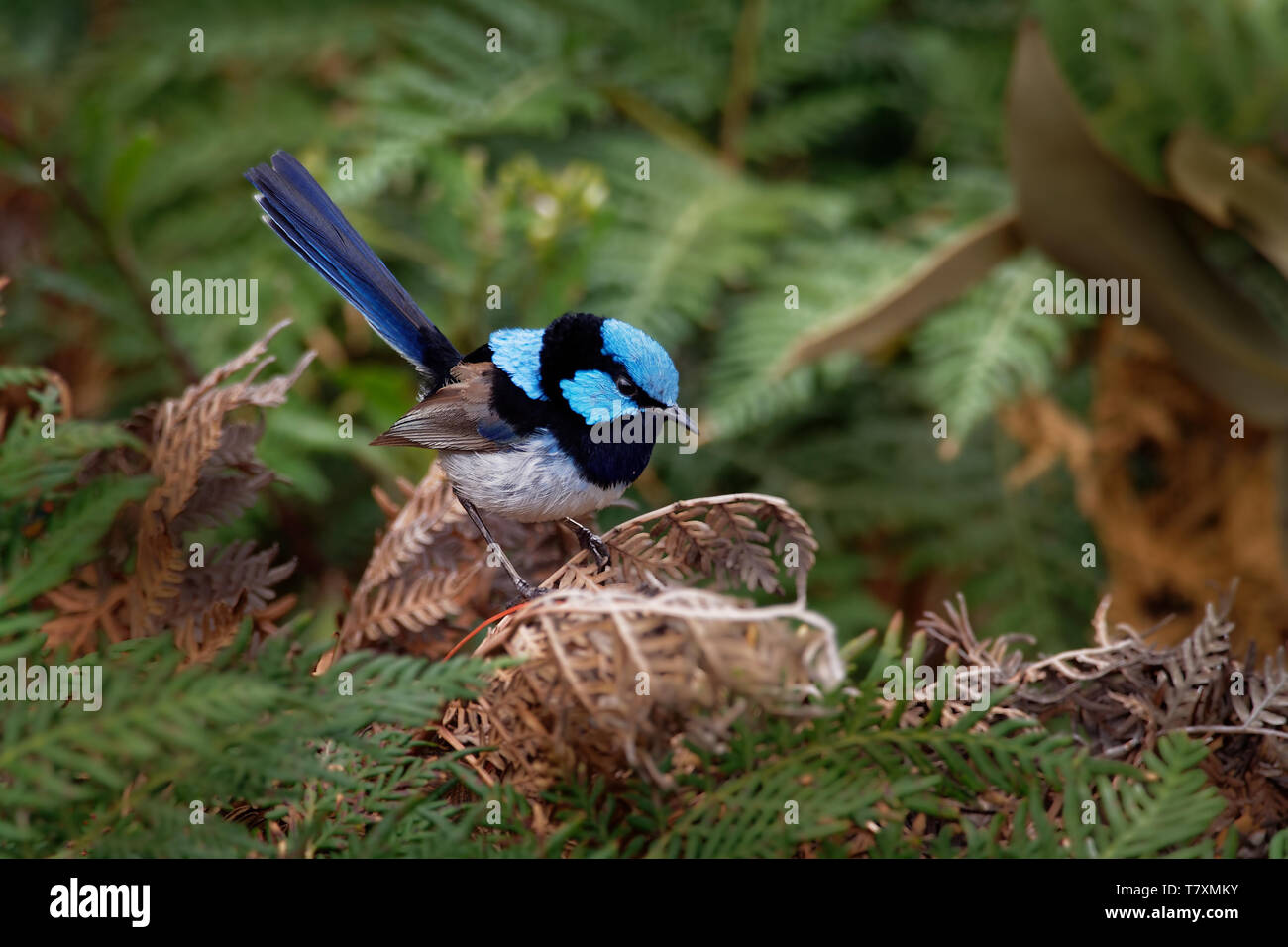 Superb Fairywren - Malurus cyaneus - passerine bird in the Australasian ...