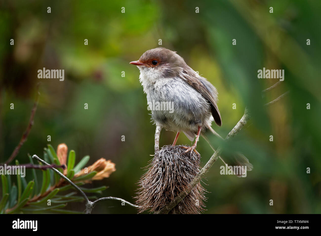 Superb Fairywren - Malurus cyaneus - passerine bird in the Australasian ...