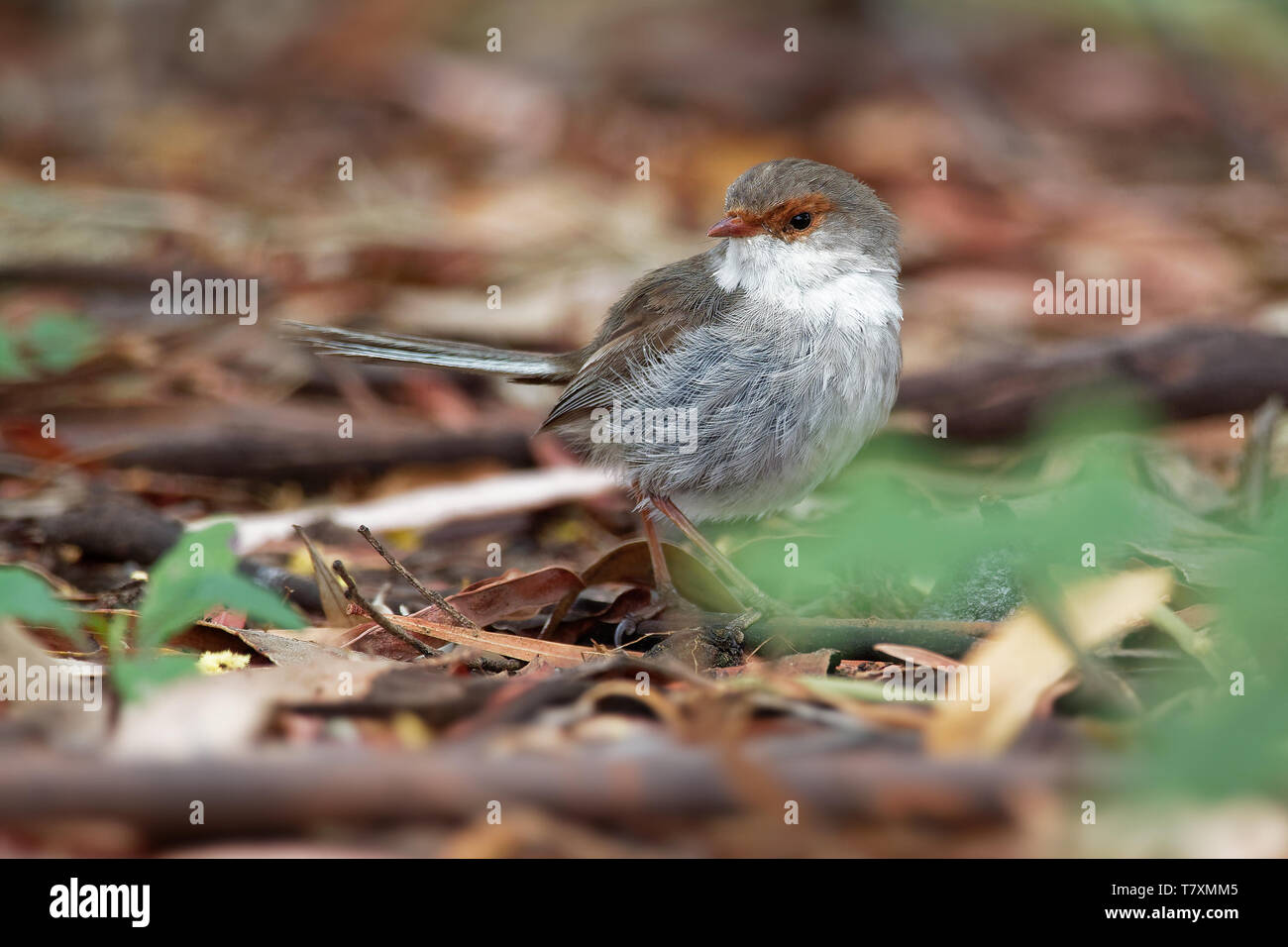Australasian wren family hi-res stock photography and images - Alamy