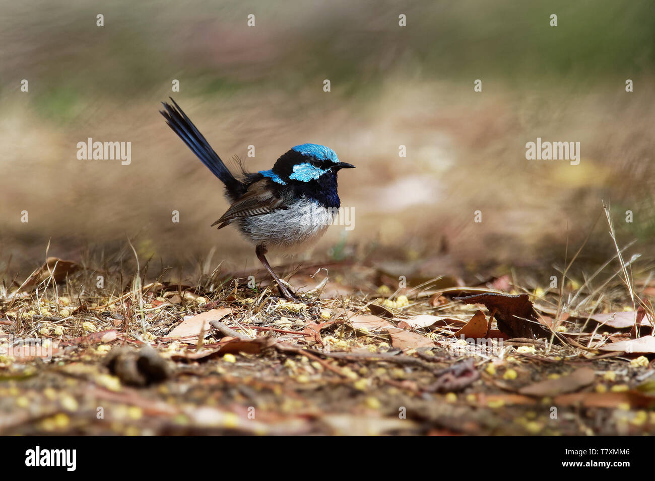 Superb Fairywren - Malurus cyaneus - passerine bird in the Australasian ...